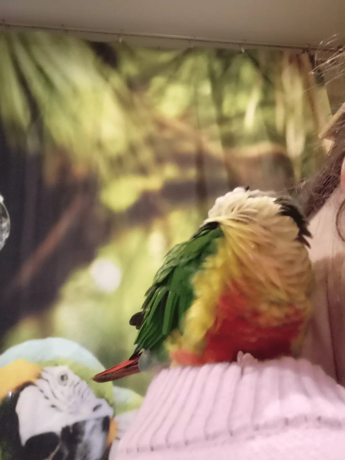 Show me your sleepy bird photos | Parrot Forum 🦜 Parrot Owners Community