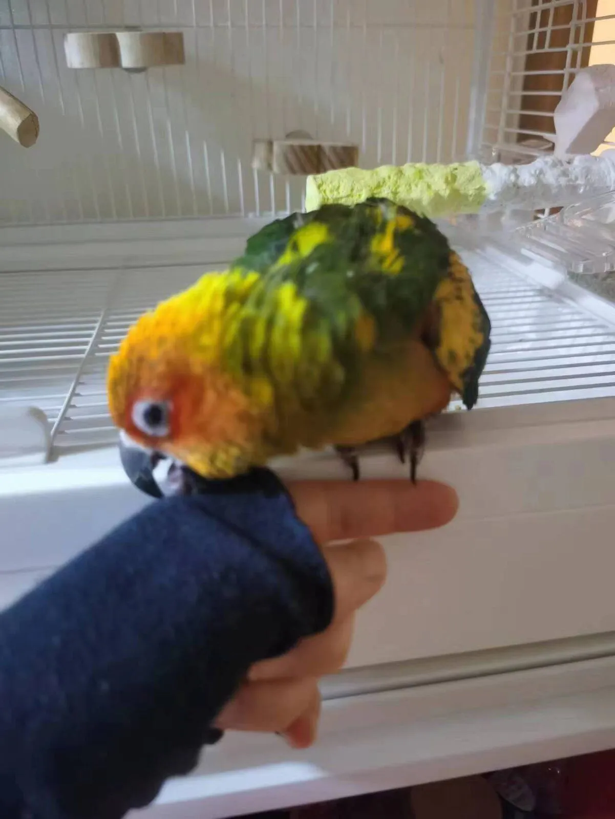 Can't wait to get my little sun conure! [Update: arrived!] | Page 5 | Parrot Forum 🦜 Parrot ...