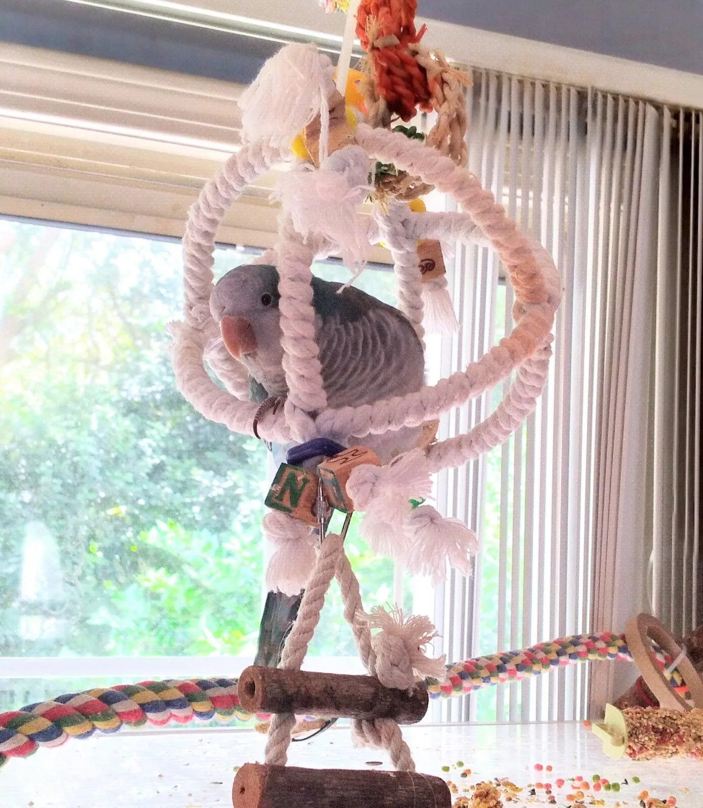 Laura's Flock Thread | Page 2 | Parrot Forum 🦜 Parrot Owners Community