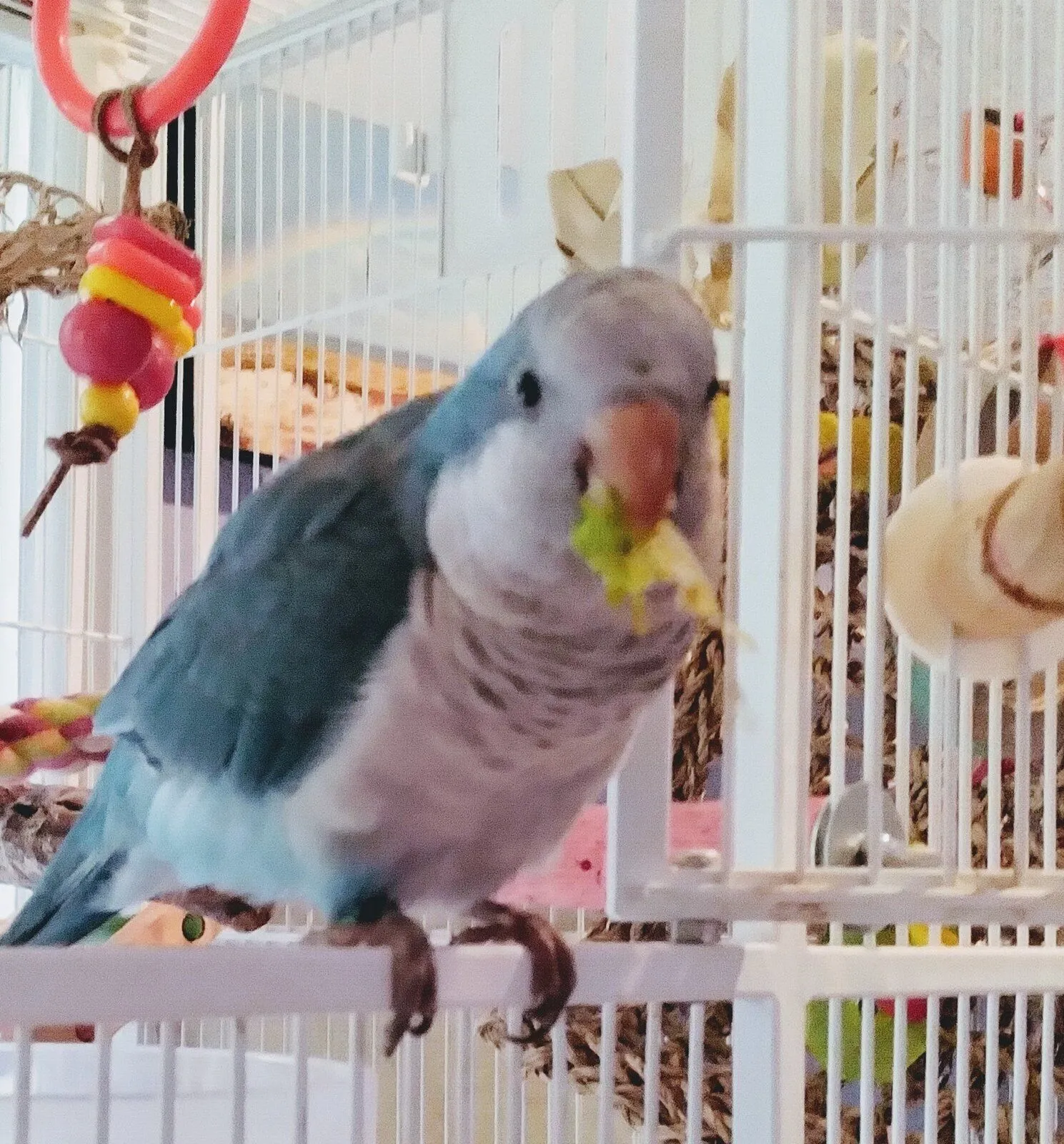 Laura's Flock Thread | Page 2 | Parrot Forum 🦜 Parrot Owners Community