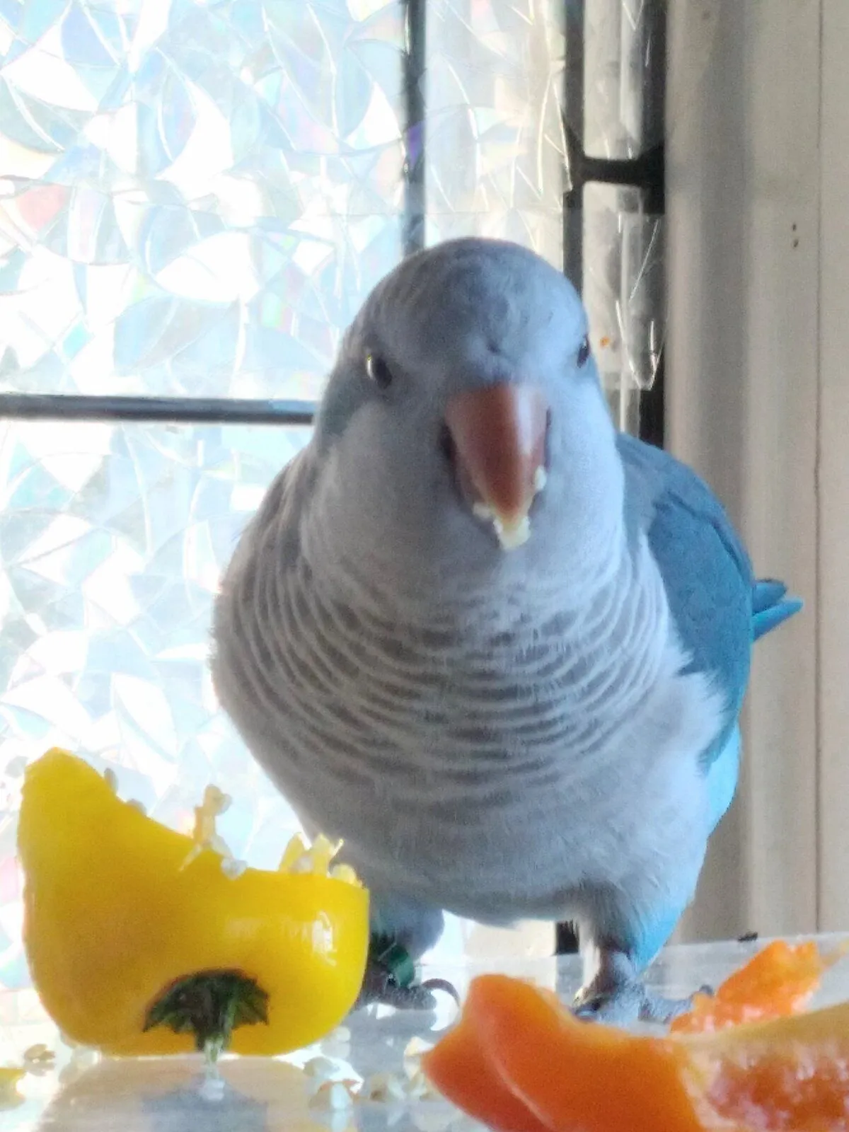 Let me draw your blorb! | Parrot Forum 🦜 Parrot Owners Community