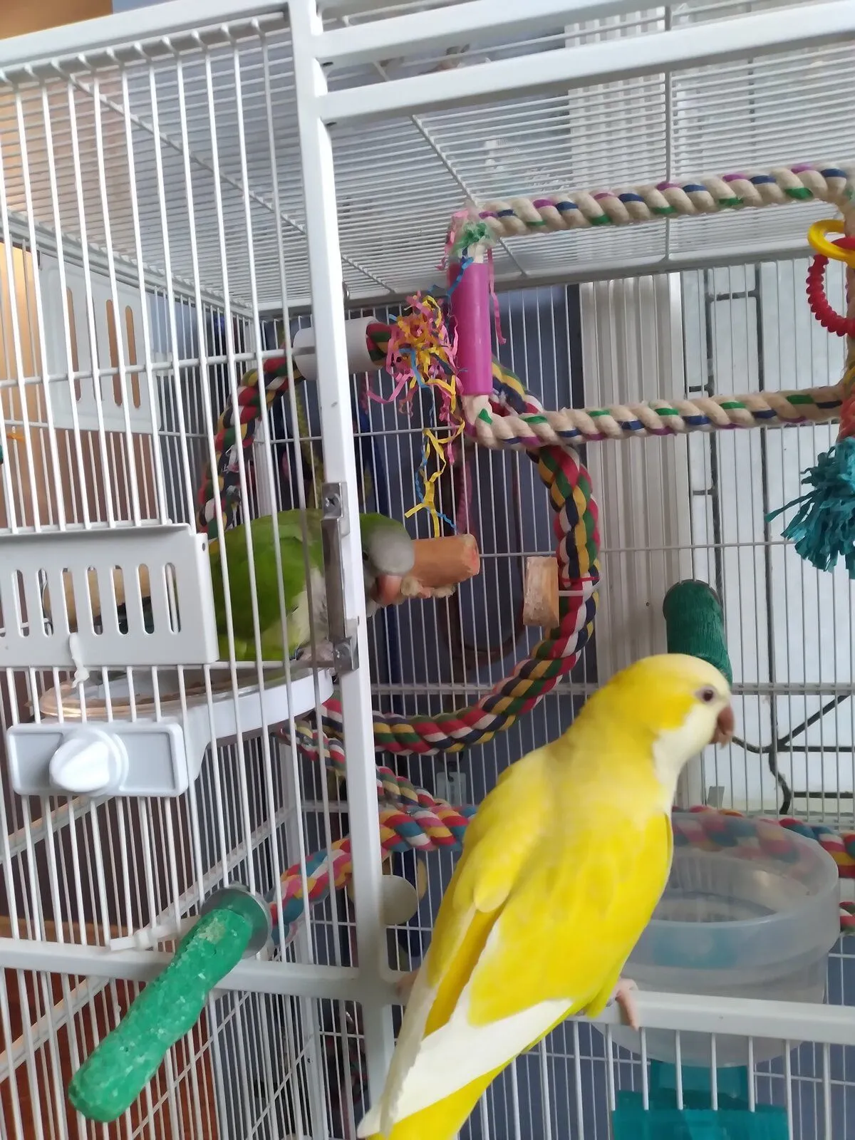 Laura's Flock Thread | Parrot Forum 🦜 Parrot Owners Community