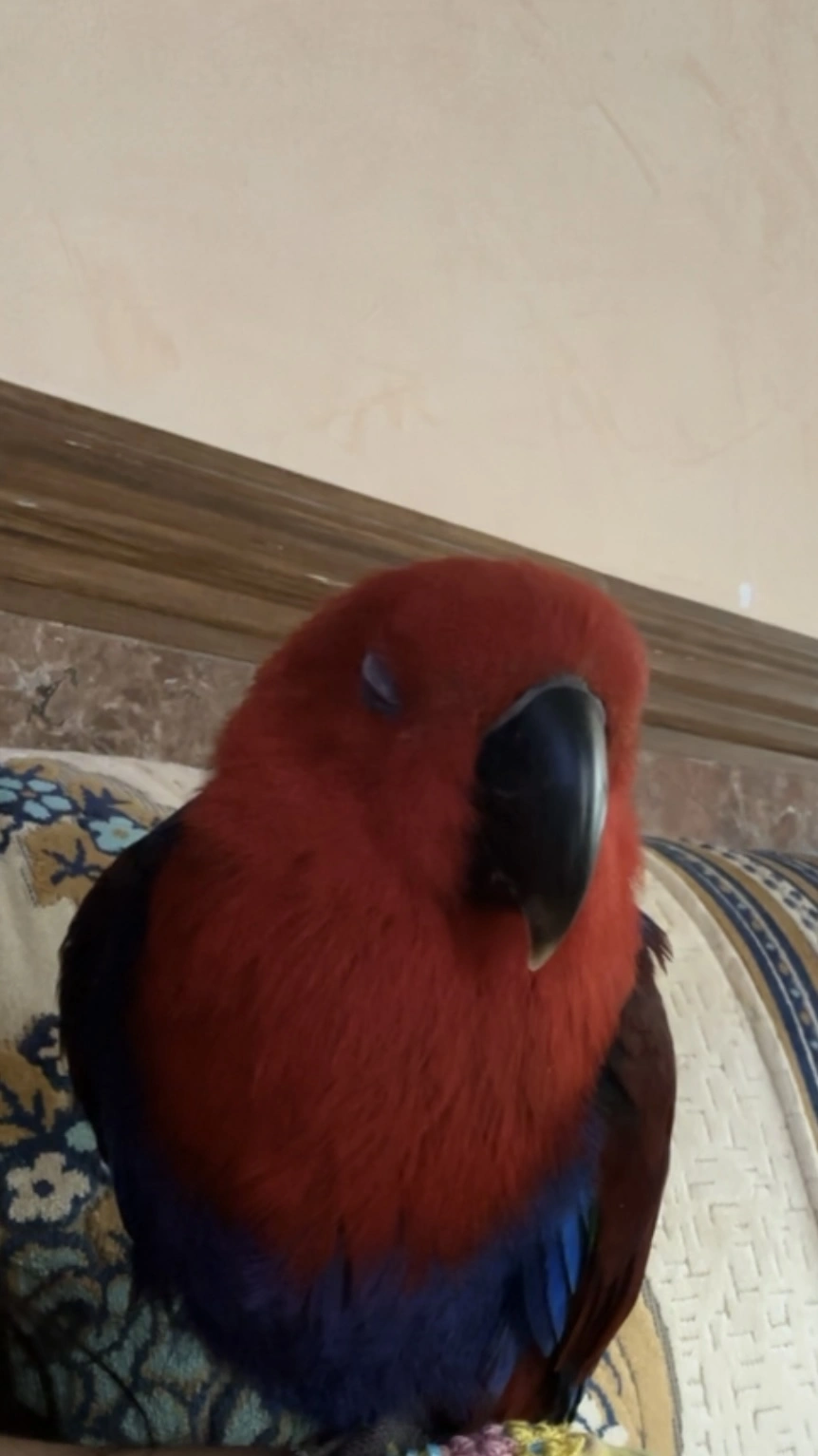 Happy 1st Hatchday Rudi 🥹💓 | Parrot Forum 🦜 Parrot Owners Community