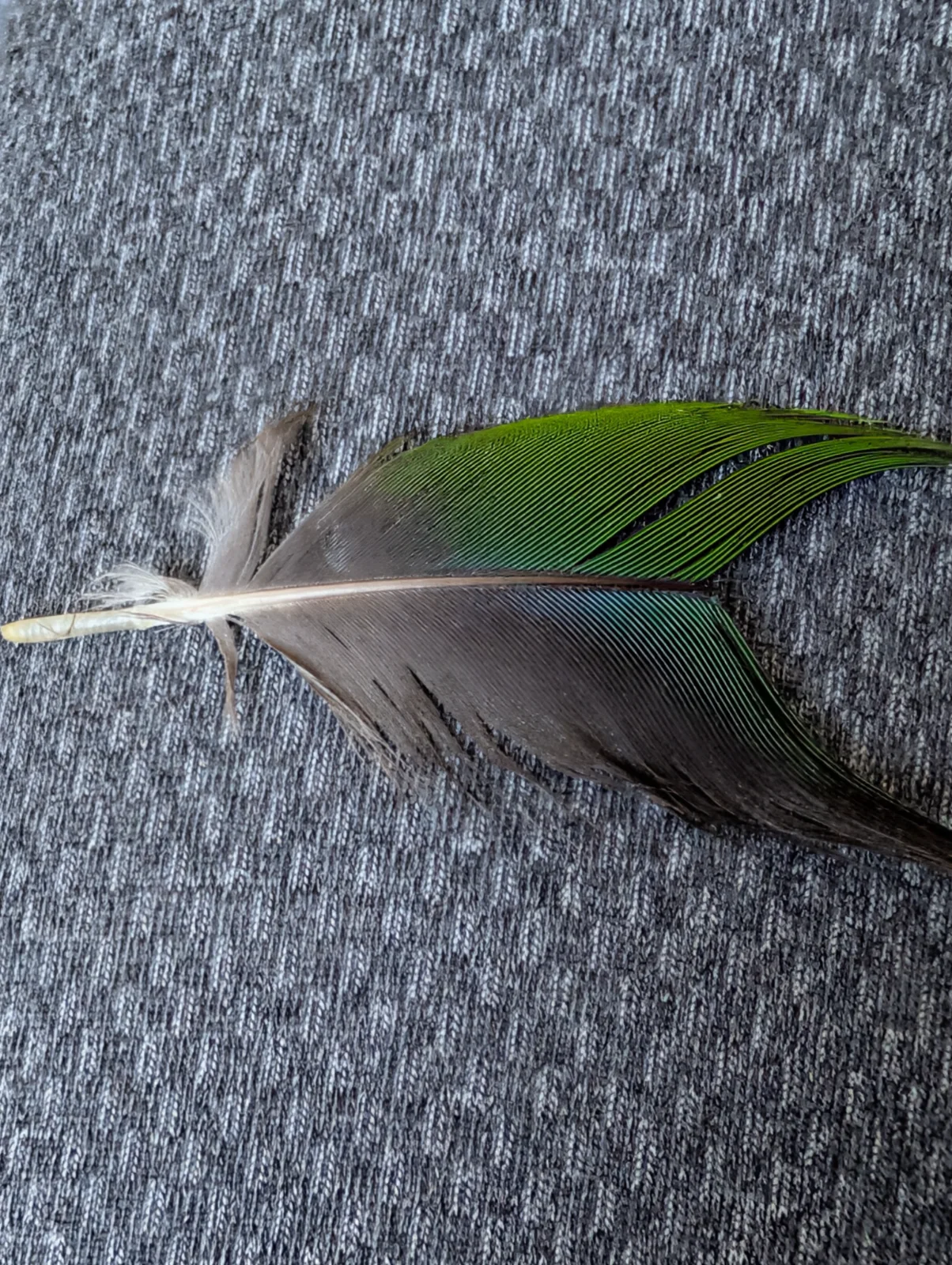 Eclectus feathers issue | Parrot Forum 🦜 Parrot Owners Community