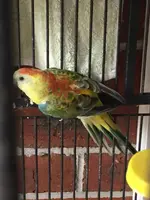 Red Rump Parakeet Mutations