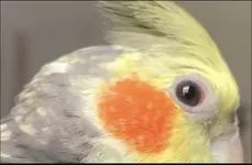 Lutino Cockatiel Red Eye