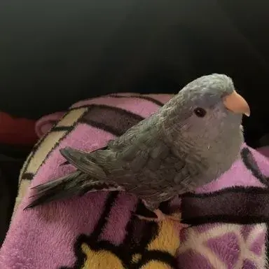 Grey Lineolated Parakeet