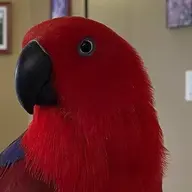 Do certain species of parrots smell differently? | Parrot Forum 🦜 ...